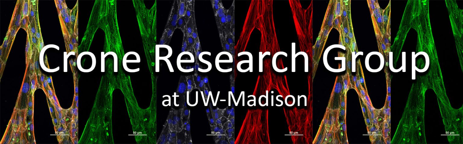 Prof. Wendy Crone – UW–Madison